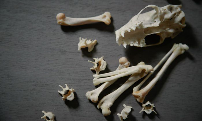 Bone Crushing Sambrial